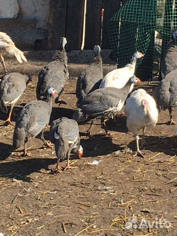 Цесарка на племя