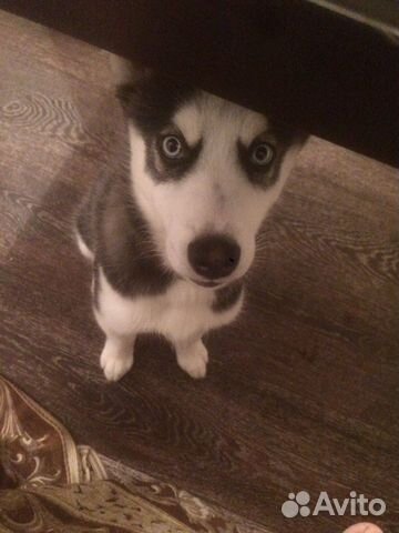 Продам хаски