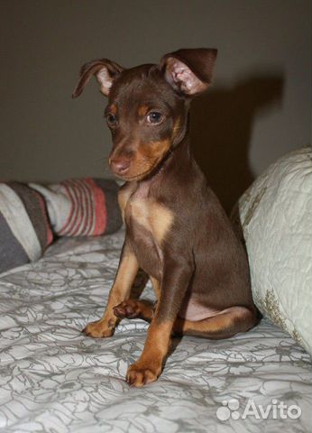 Маленький доберман
