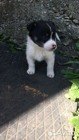 Продаются щенята