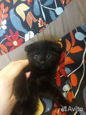 Шотландский котенок