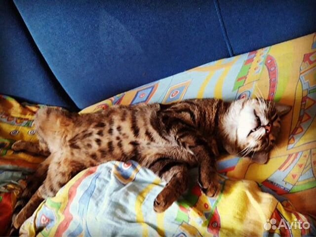 Отдам кота