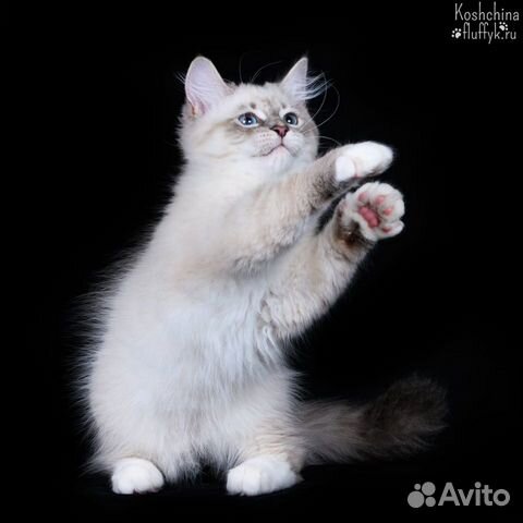 Котята невские маскарадные