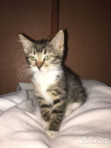 Котёнок(Девочка)