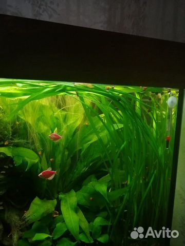 Меняю растения