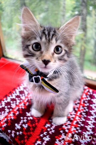 Пуся котёнок Девочка 2 мес в добрые руки