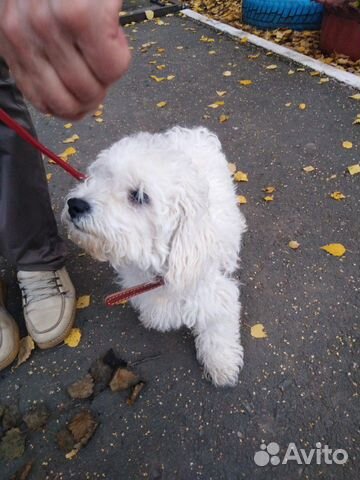 Отдам собачку(мальчик),потеряшка,оставить нет возм