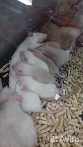 Крыса, белка дегу