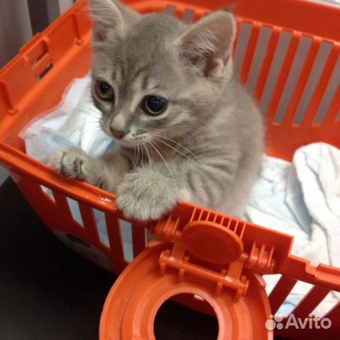 Особенный котенок Маришка