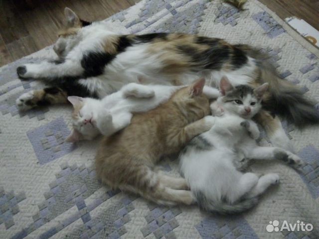 Котята девочки прелесть