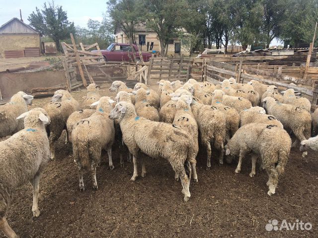 Овцы. волушки