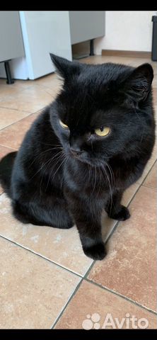 Чёрная британка