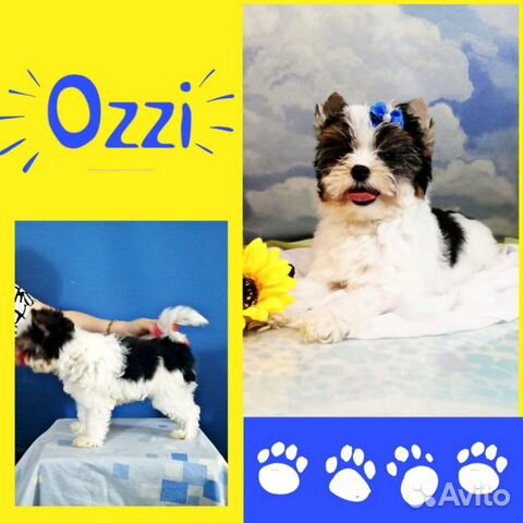 Бивер, мальчик, перспектива шоу, разведение