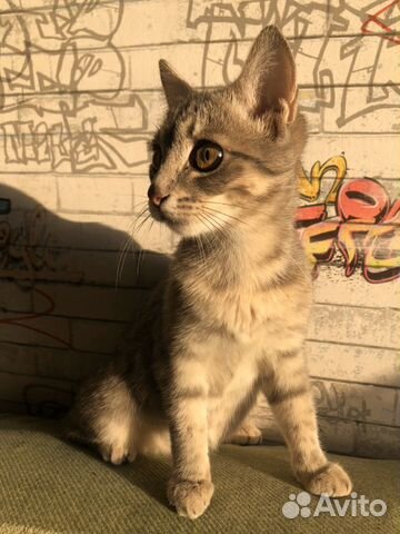 Котёнок девочка 5мес