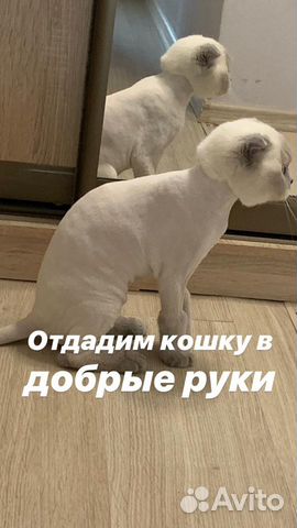 Шотландская вислоухая кошка
