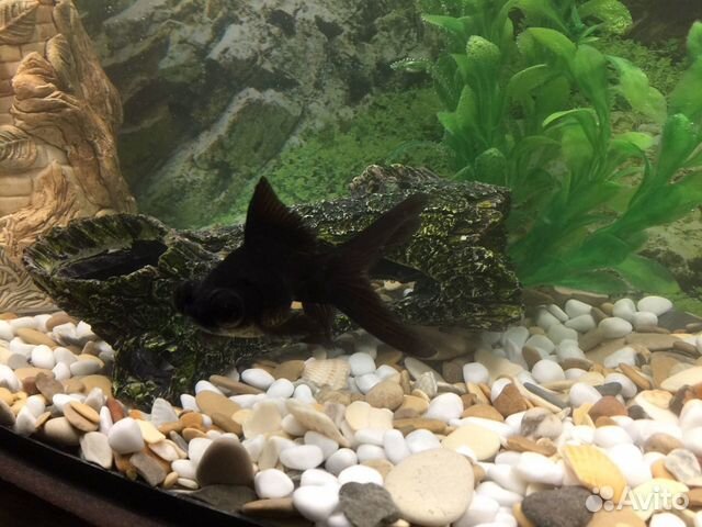 Аквариумная рыбка телескоп