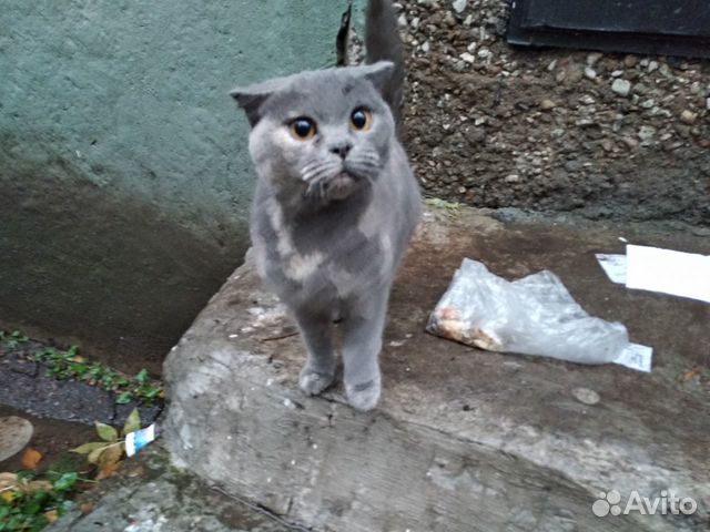 Породистый котенок