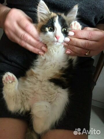 Котёнок девочка ищет маму и папу