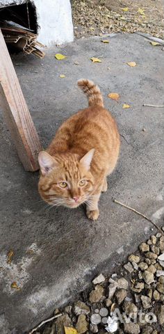 Домашний рыжий котик
