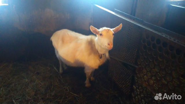 Коза, козочка и козлик