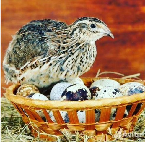 Яйцо инкубационное перепелов эстонцы