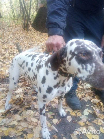 Долматинец