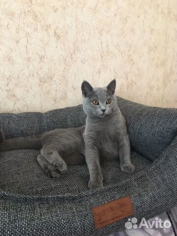 Отдам кошечку британку в хорошие руки,в связи с пе