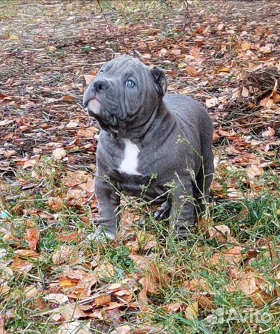 Замечательный мальчик, породы американский булли