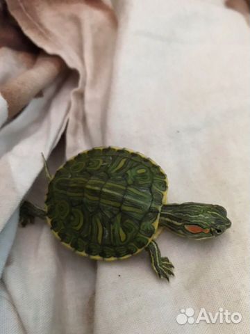 Черепашки красноухие