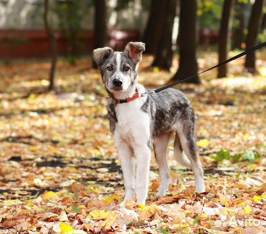 Очаровашка Фил ищет дом и семью