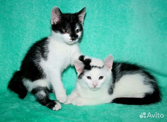 Котята в самые добрые руки