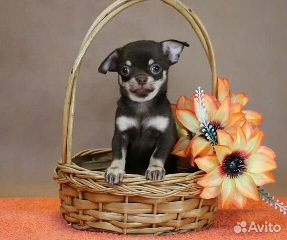 Шоколадный мальчик чихуахуа