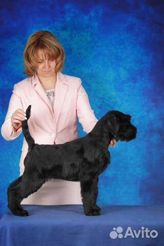 Щенок Ризеншнауцера Кобель 2 мес