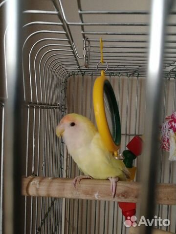 Попугай неразлучник самочка