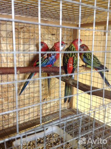 Попугаи корелла и розелла