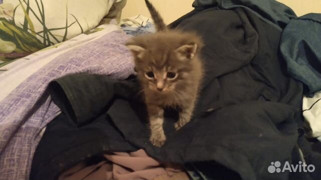 Котёнок мальчик в добрые руки