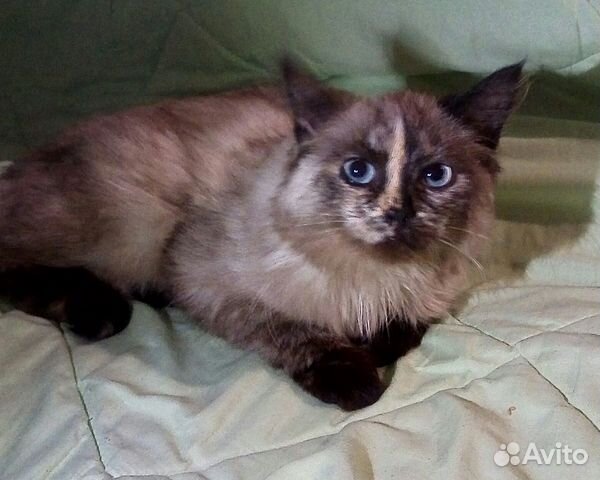 Невская красавица