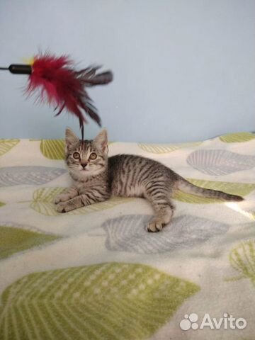 Котенок девочка 2 месяца
