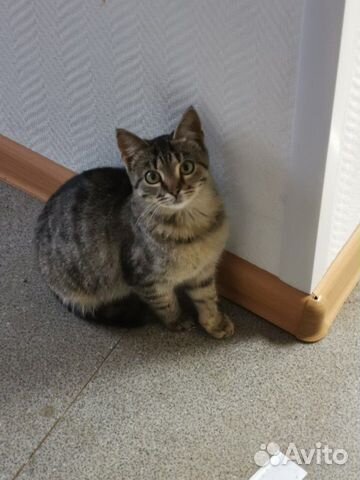 Ищем дом дикарятам