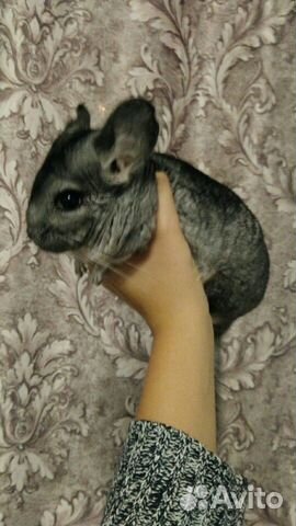 Шиншилла с клеткой