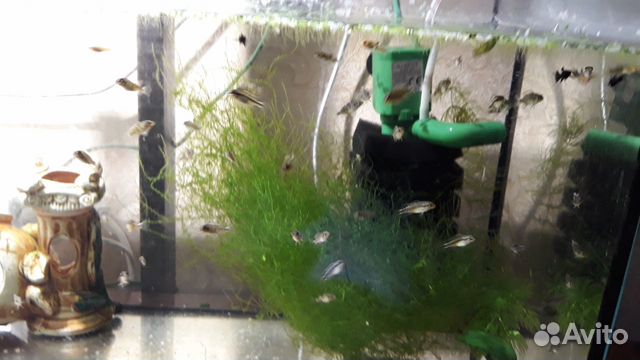 Продам рыбок