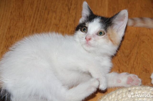 Крохи осенней расцветки ищут дом