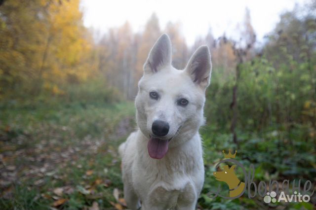 Метис хаски по кличке Снежана
