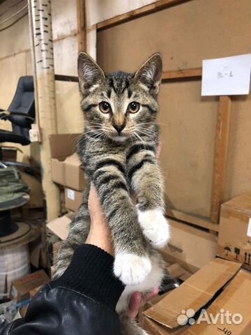 Котята мальчики
