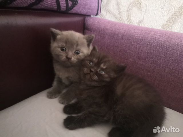 Британские котята