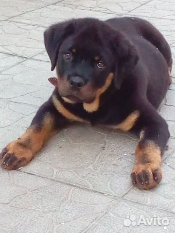 Щенки ротвейлерята