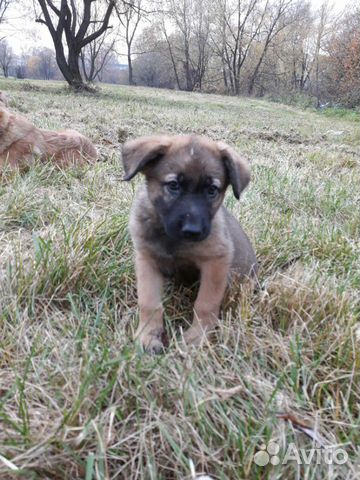 Щенок девочка полтора месяца добрым хозяевам