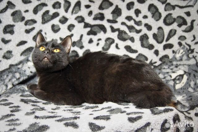 Черный Принц