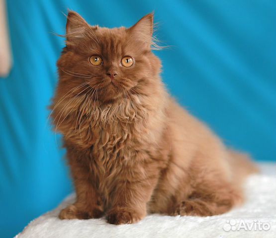 Солнечная д.ш. британочка окраса циннамон