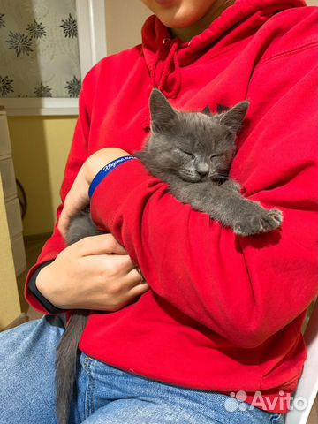 Котёнок